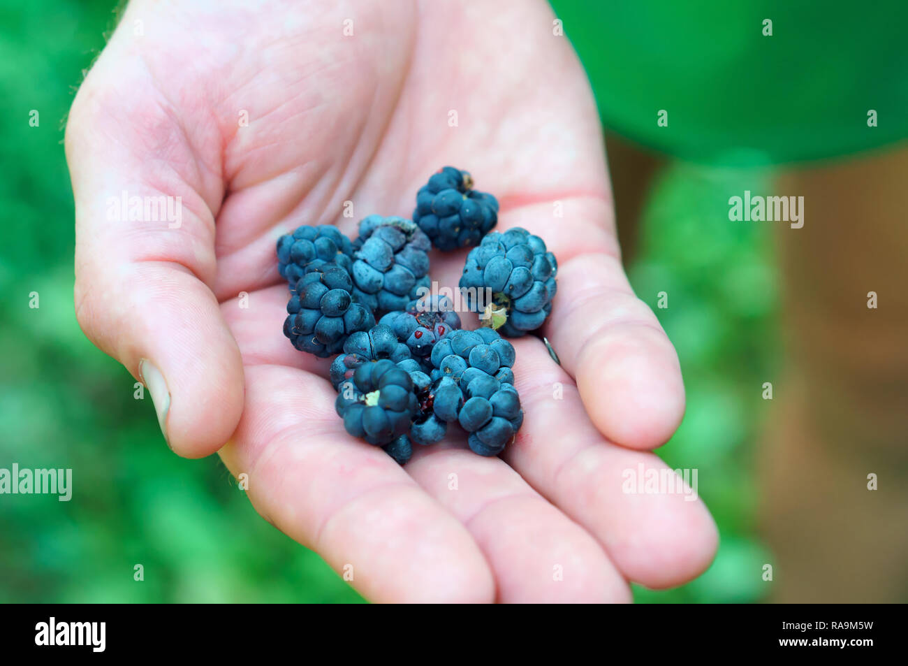 Forest berries on hands hi-res stock photography and images - Alamy