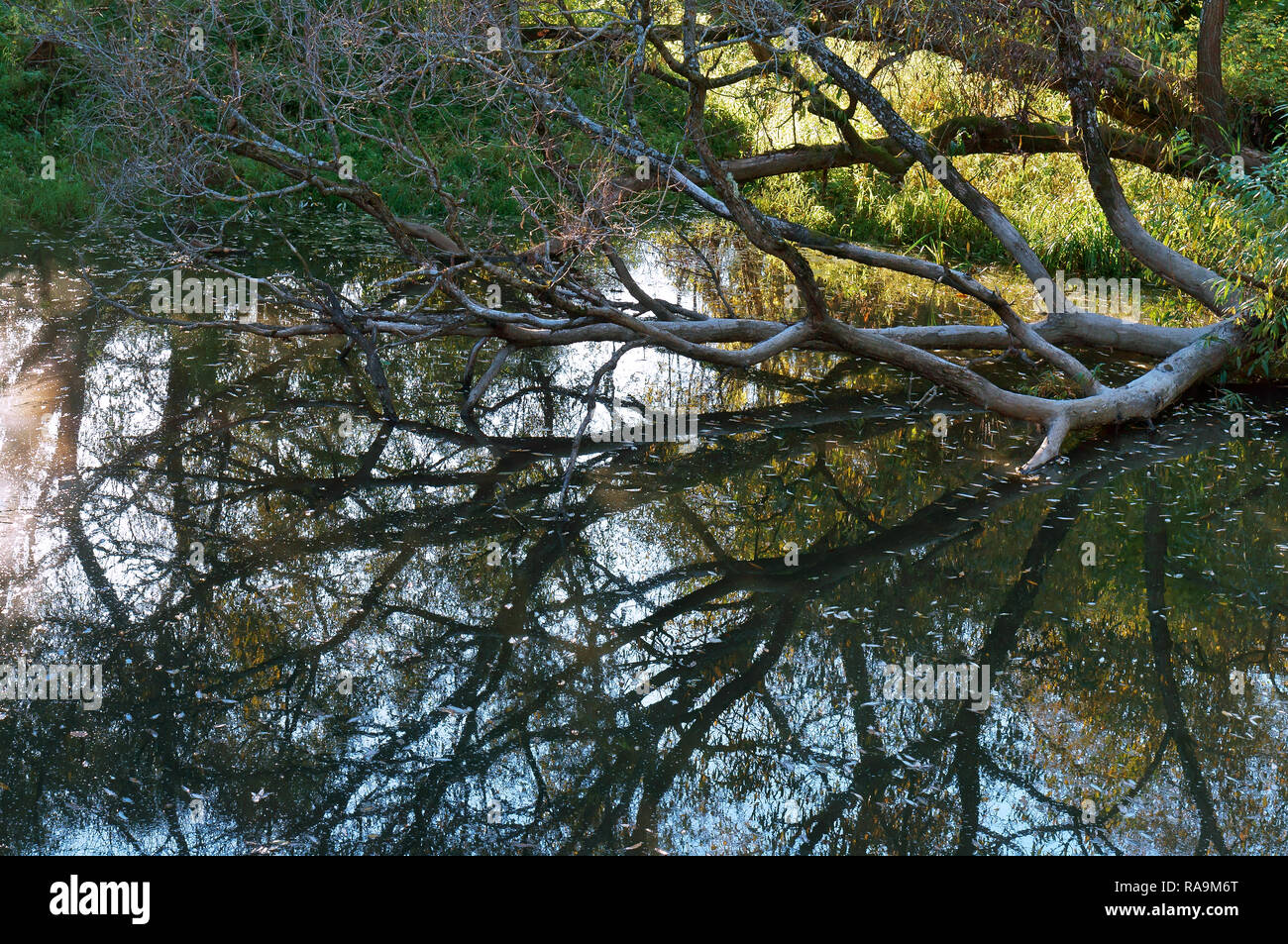 tree above the water, the reflection of the branches of the tree in the ...