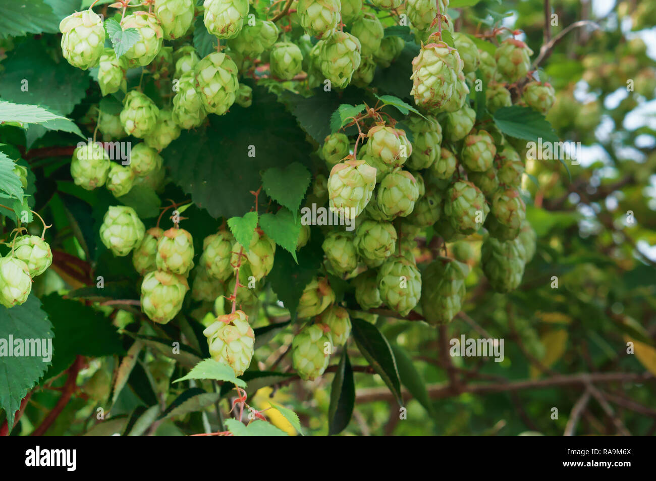 the plant Humulus lupulus, fruit of a shrub hops Humulus Stock Photo ...