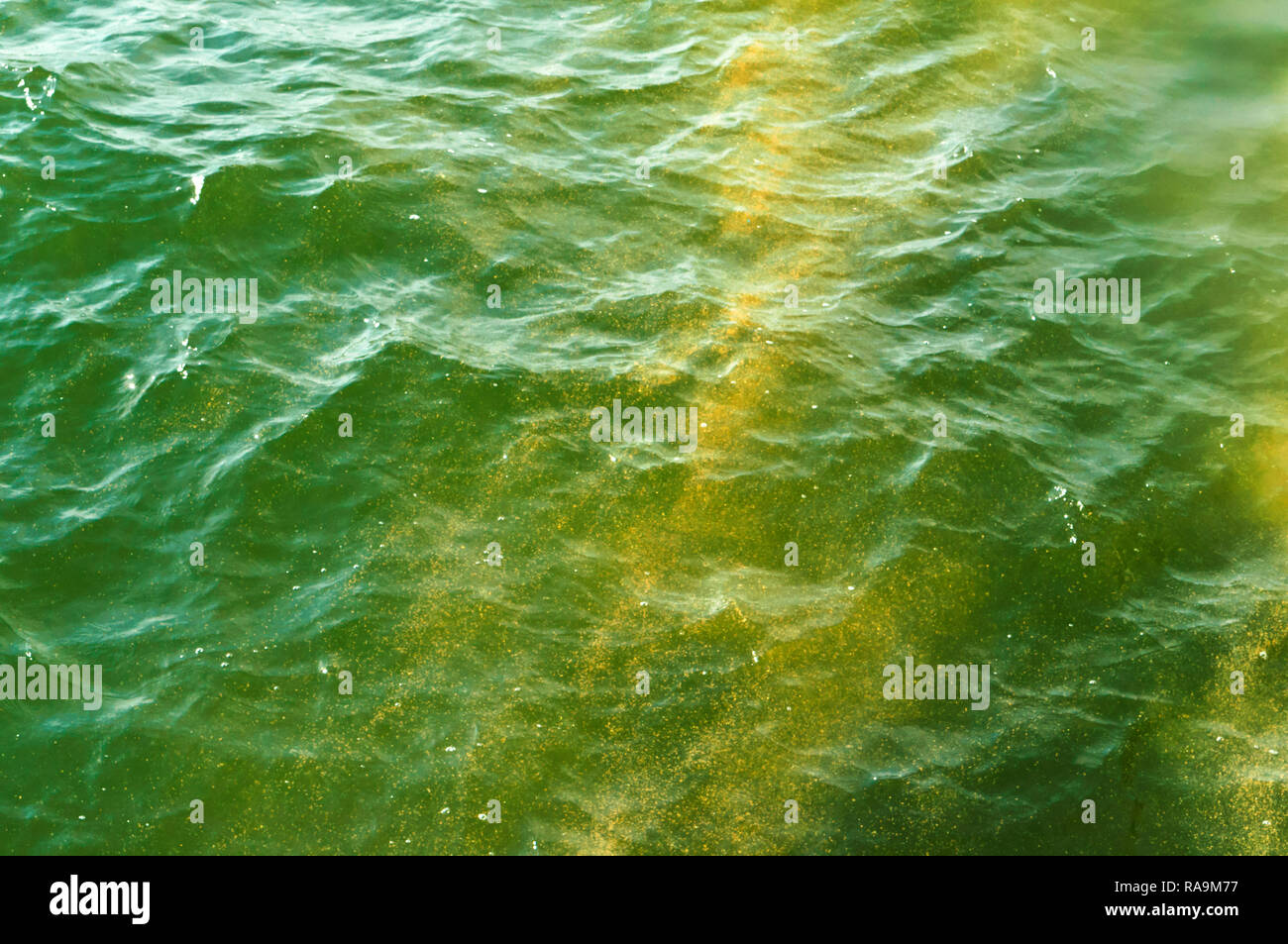 green yellow water in summer, small algae in the pond Stock Photo - Alamy