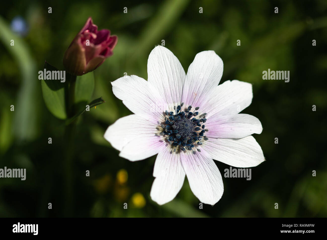 Daisy flower growing in a garden Stock Photo - Alamy