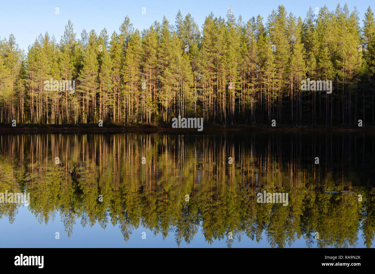 Half in shadow view of a forest with a pond in the foreground Stock ...