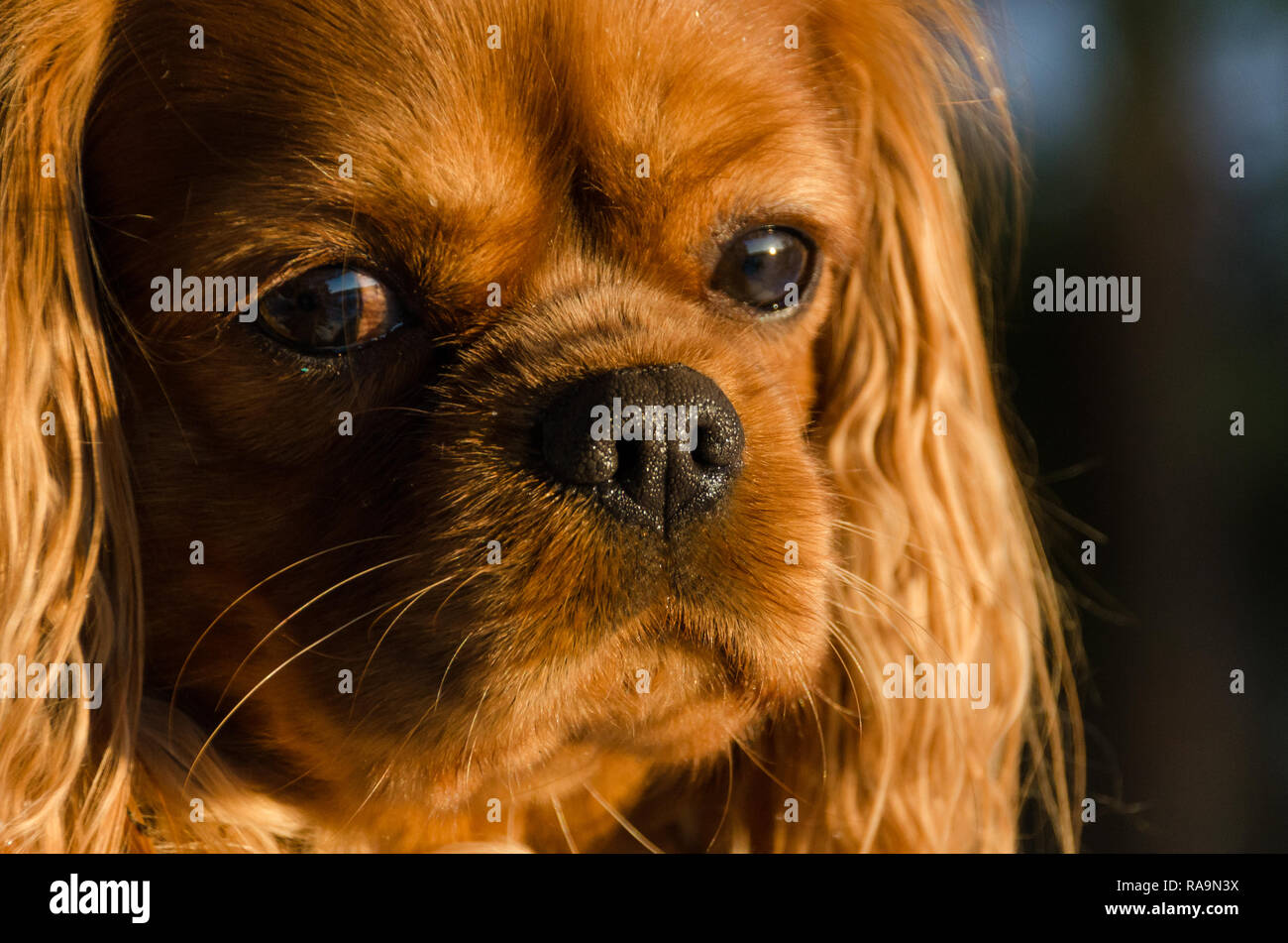 A closeup picture of the face of a cavalier king Charles spaniel dog in ...