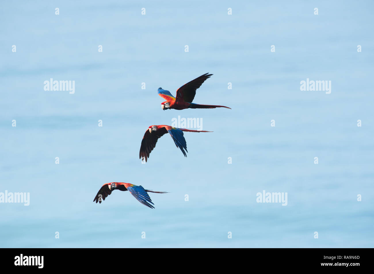Birds of Costa Rica Stock Photo - Alamy