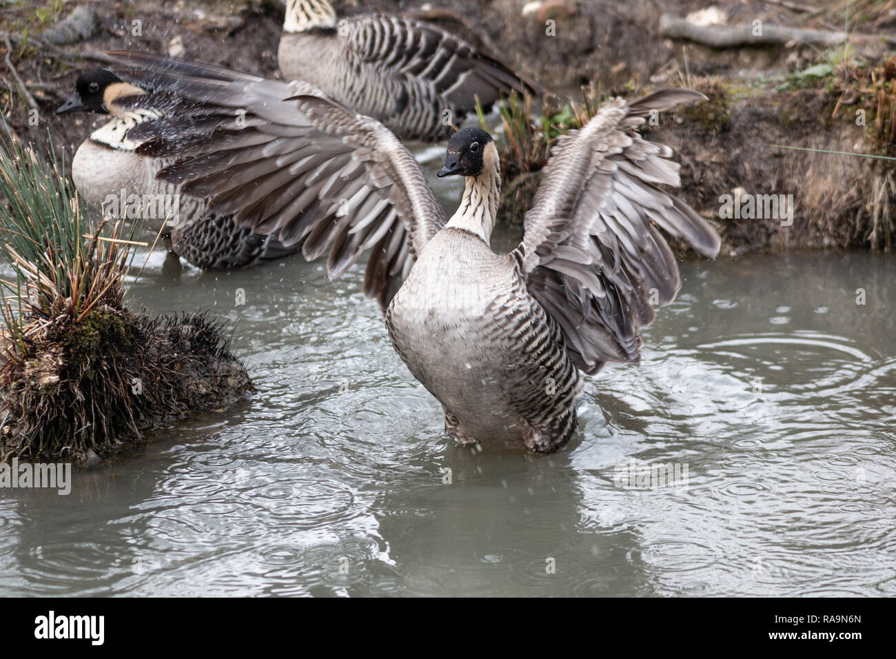 Hawiian Goose with its wings out stretched Stock Photo - Alamy