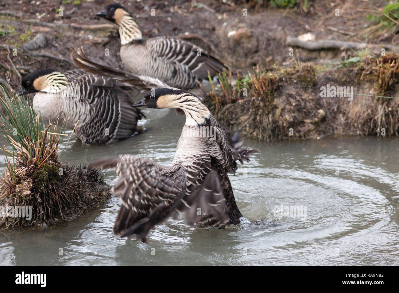Hawiian Goose with its wings out stretched Stock Photo - Alamy