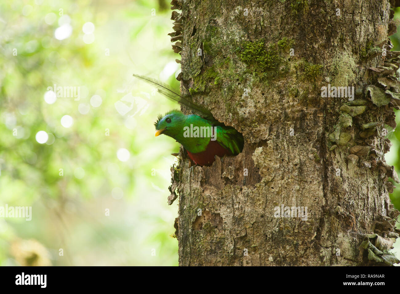 Resplendent Quetzal in its nest Stock Photo - Alamy