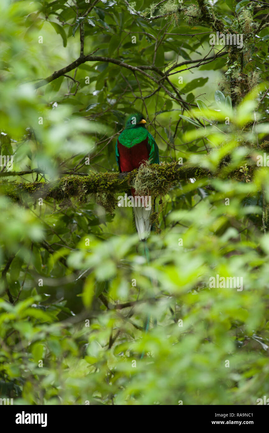 Resplendent quetzal costa rica hi-res stock photography and images - Alamy