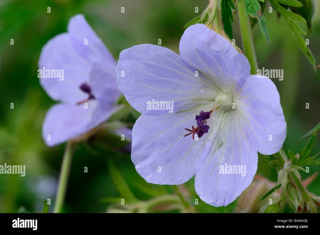Close up of two meadow geranium flowers (geranium pratense) in bloom ...