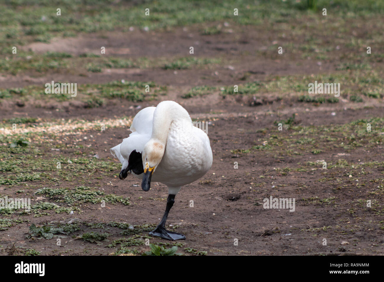 Bewick's swan scratching its neck while standing on one leg Stock Photo ...