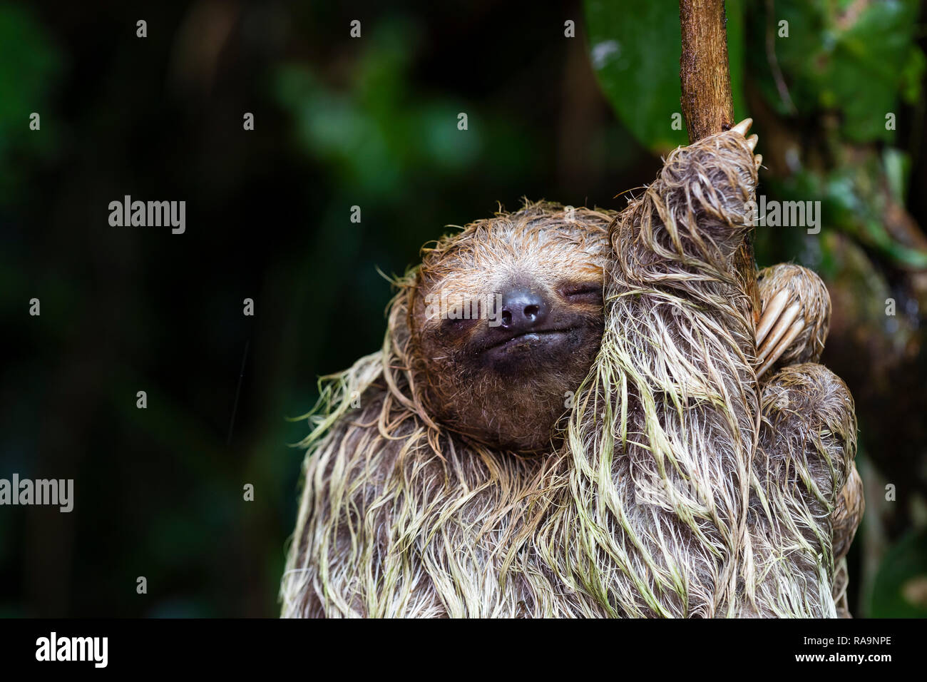 Three-toed sloth in Costa Rica Stock Photo - Alamy
