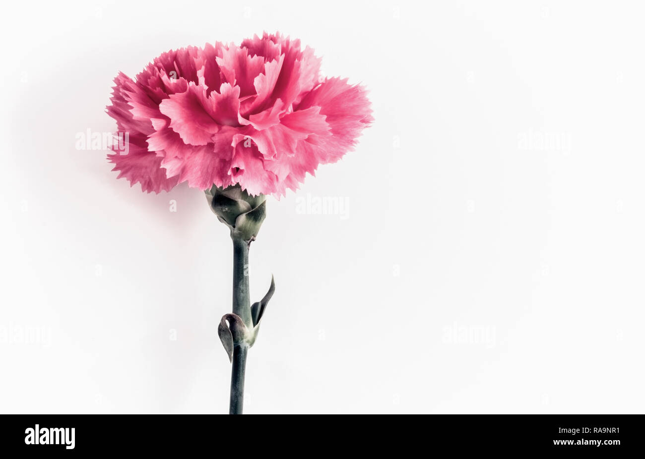 Carnation leaves hi-res stock photography and images - Alamy