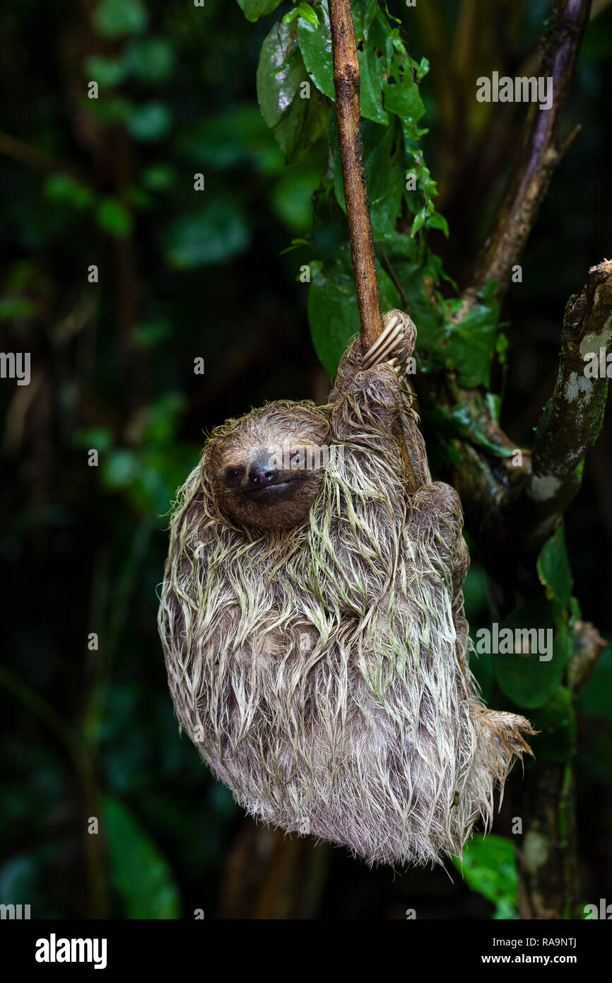 Three-toed sloth in Costa Rica Stock Photo - Alamy