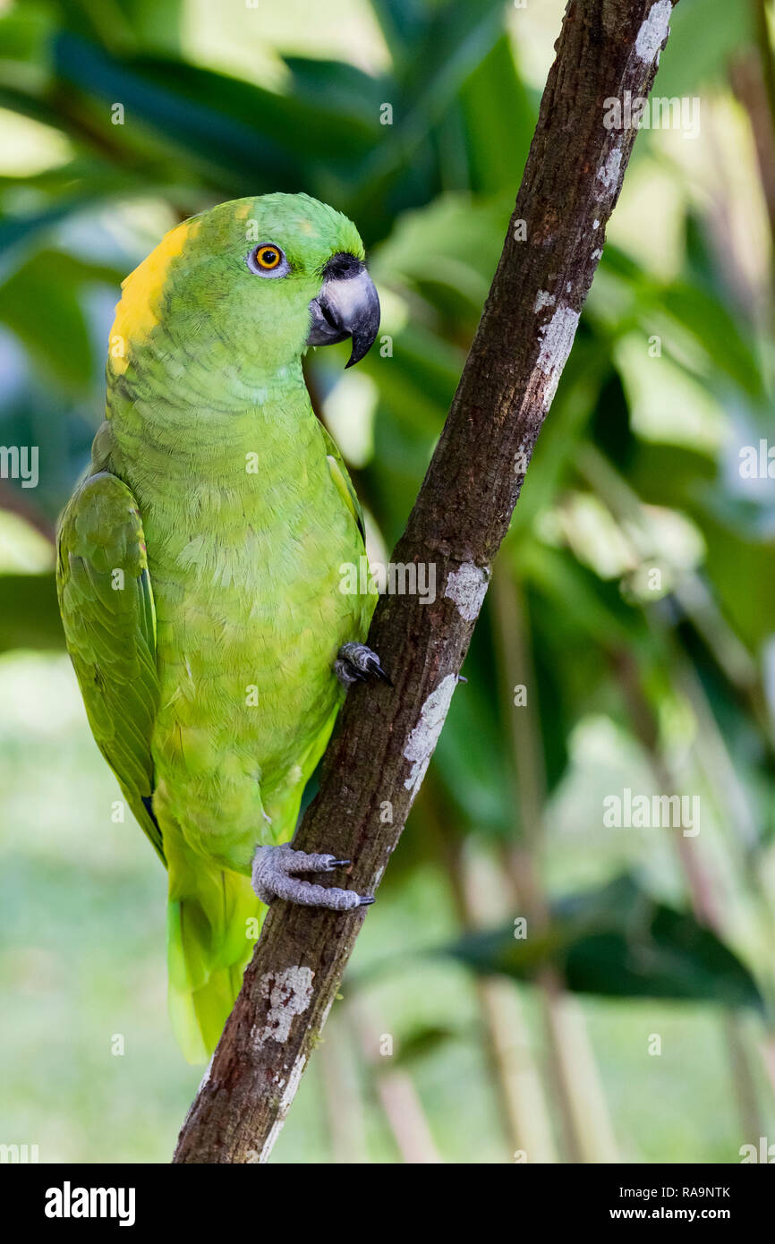 Yellow naped macaw hi-res stock photography and images - Alamy