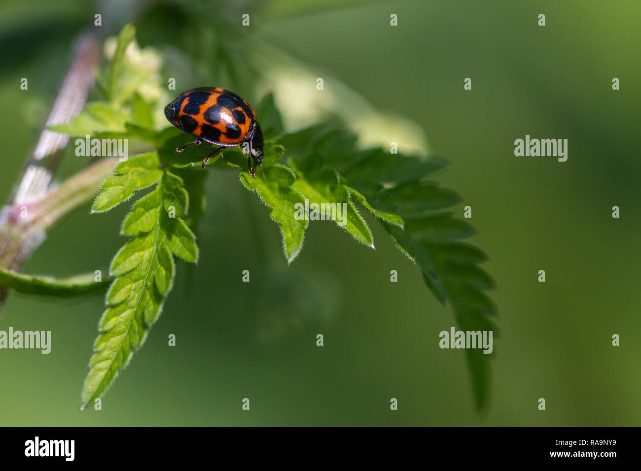 Leaf Eating Lady Beetle Stock Photos & Leaf Eating Lady Beetle Stock ...