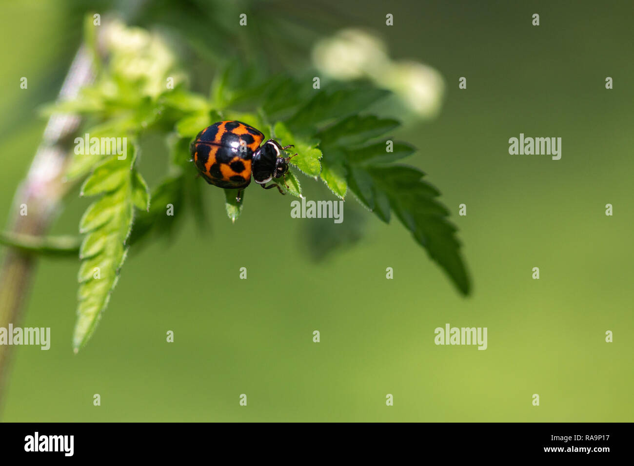 Native ladybird uk hi-res stock photography and images - Alamy