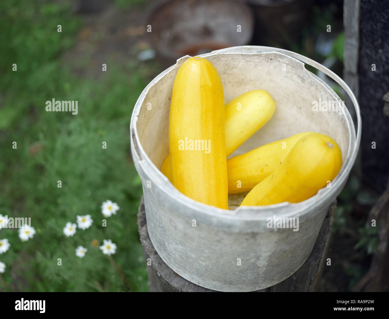 Bunch of fresh courgette in white plastic basket, outdoor cropped shot ...