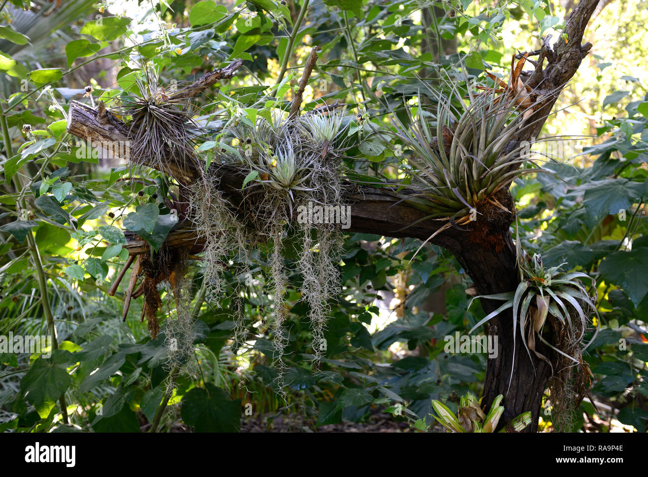 Tillandsia,Air plant,epiphyte,epiphytes,leaves,foliage,jungle,tropical ...
