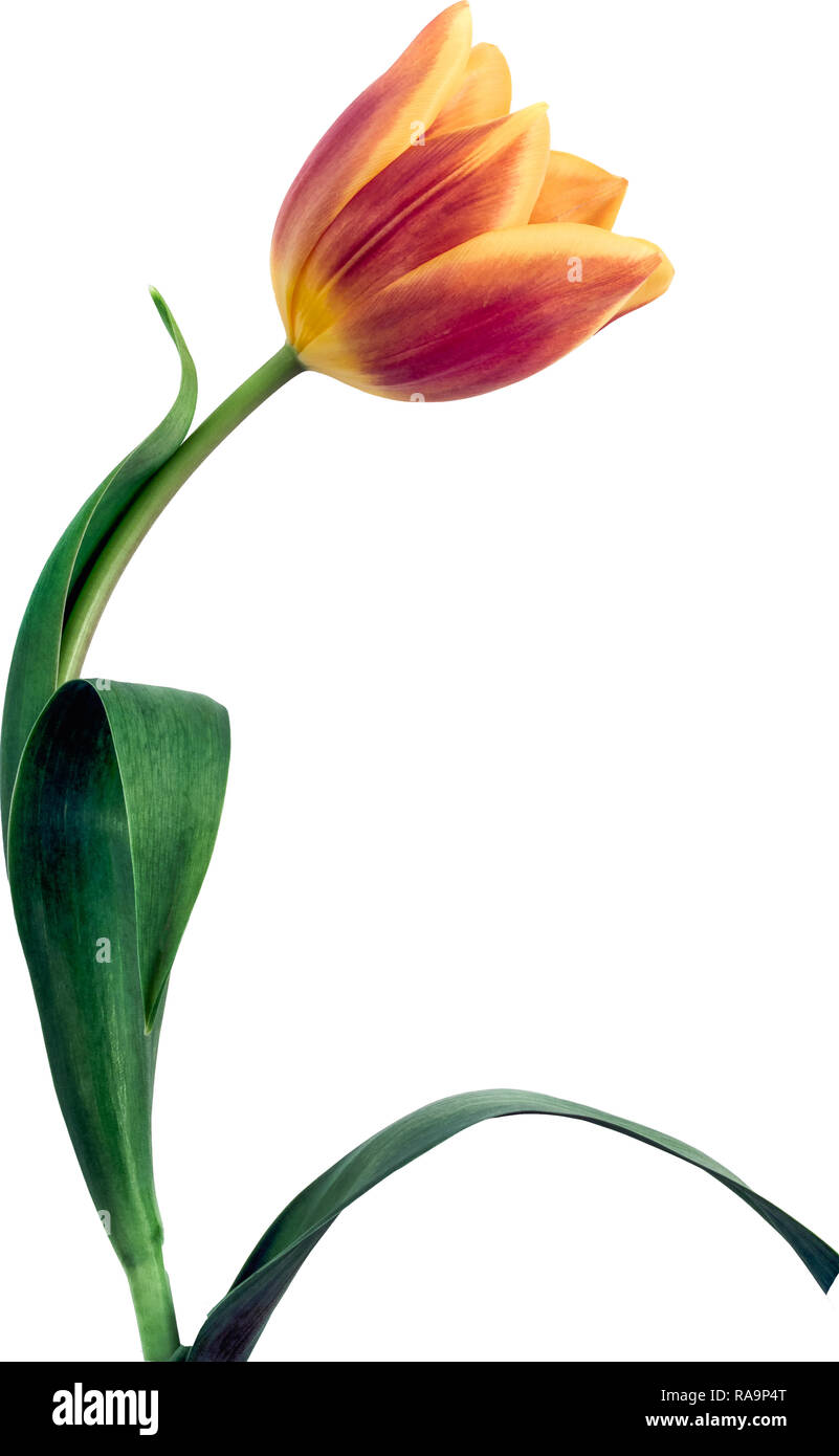 High key flower hi-res stock photography and images - Alamy