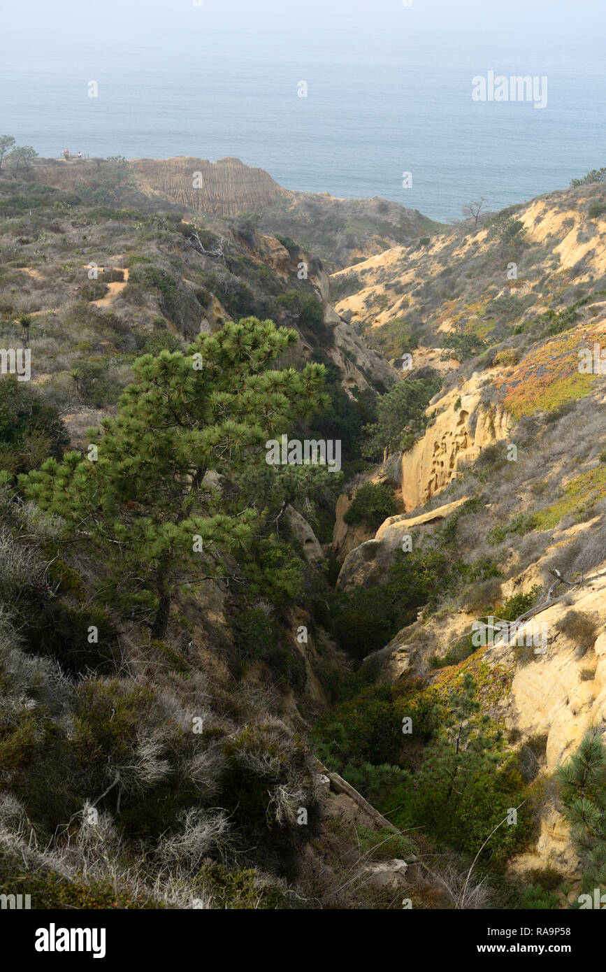 Torrey pines state preserve hi-res stock photography and images - Alamy