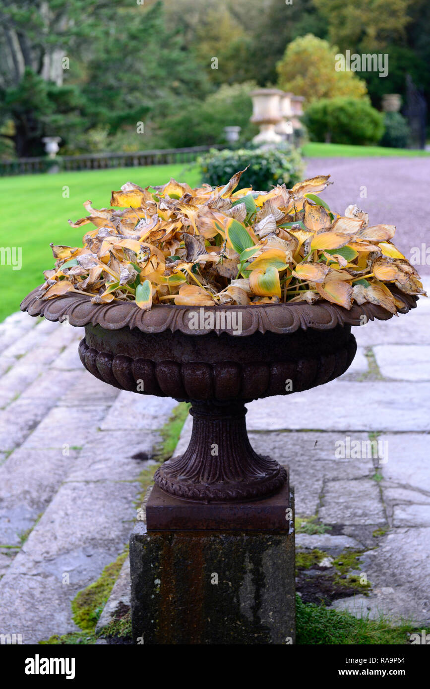 cast iron urn,metal urn,urns,planter,planters,container,hosta,hostas ...
