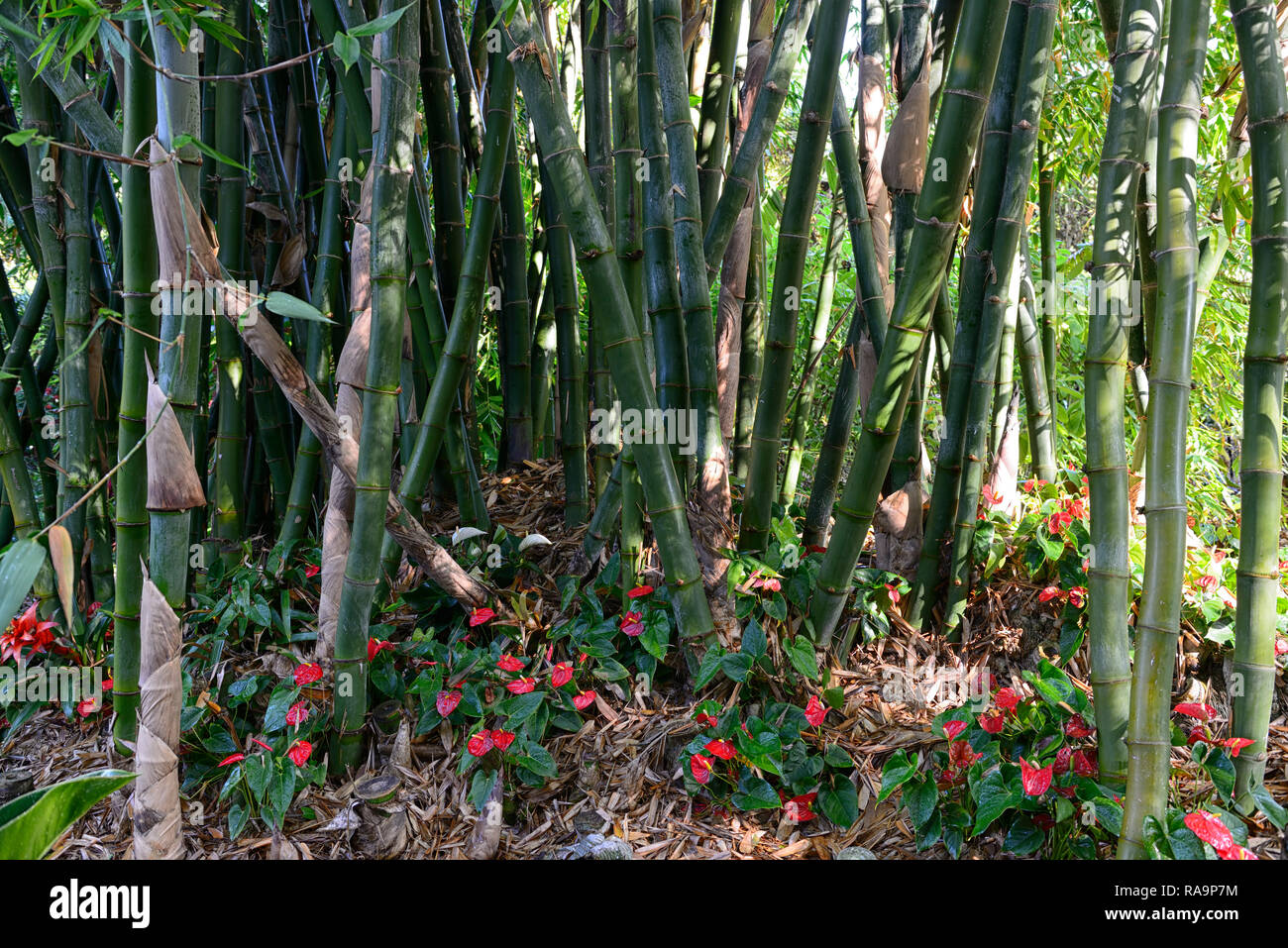 Bamboo canes garden hi-res stock photography and images - Alamy
