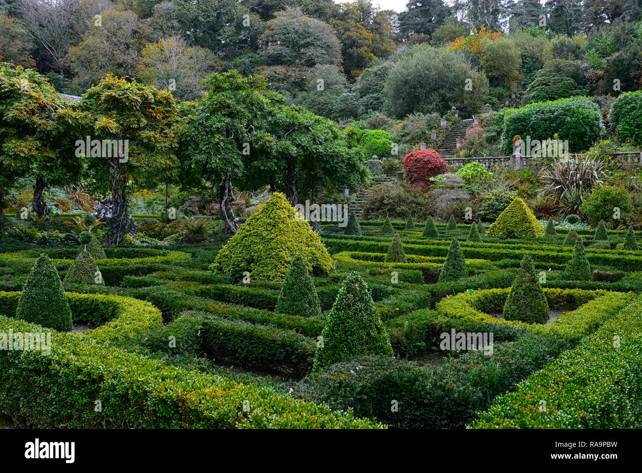 box hedge parterre,wisteria circle,acer palmatum,terrace,gardens,Bantry ...