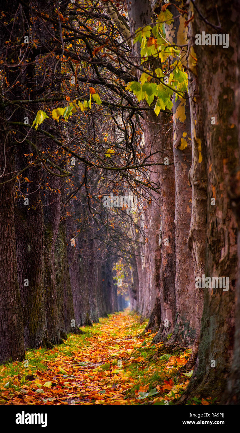 Velika aleja hi-res stock photography and images - Alamy