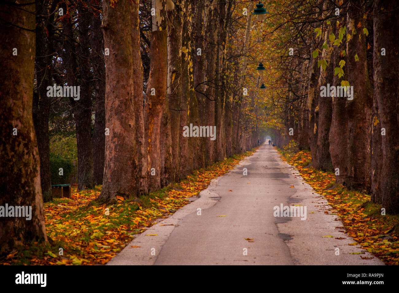 Big alley or Velika aleja to the Vrelo Bosne in Sarajevo Stock Photo ...