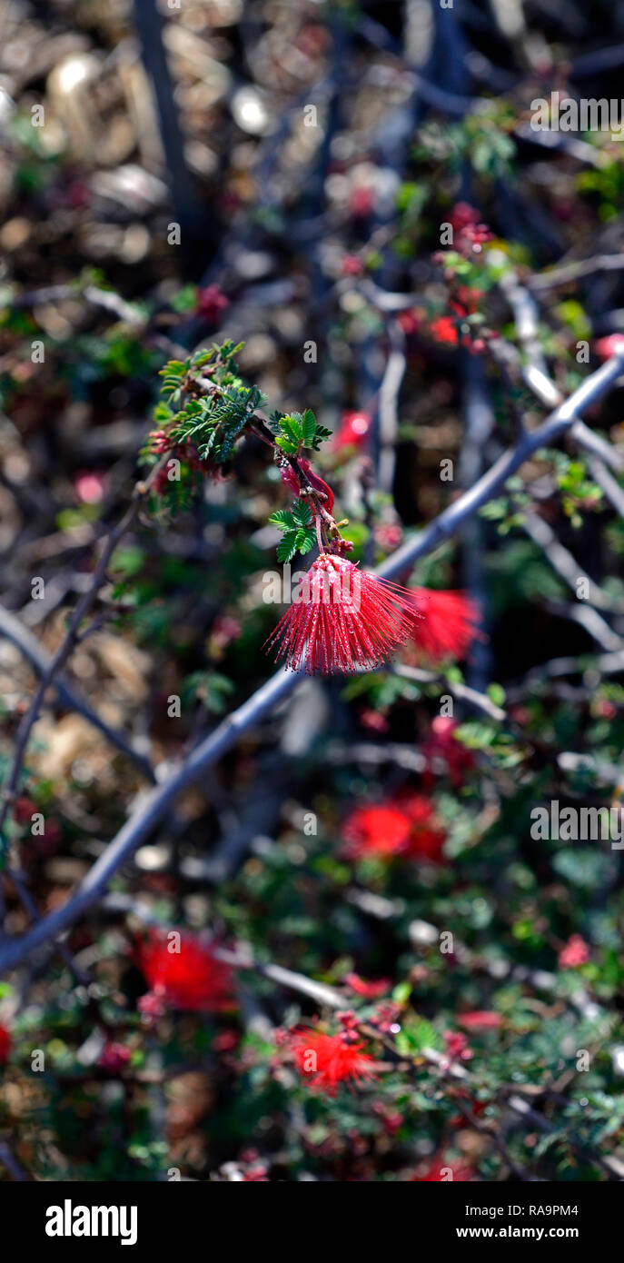 Calliandra californica,Baja fairy duster,red flowers,flower,flowering ...