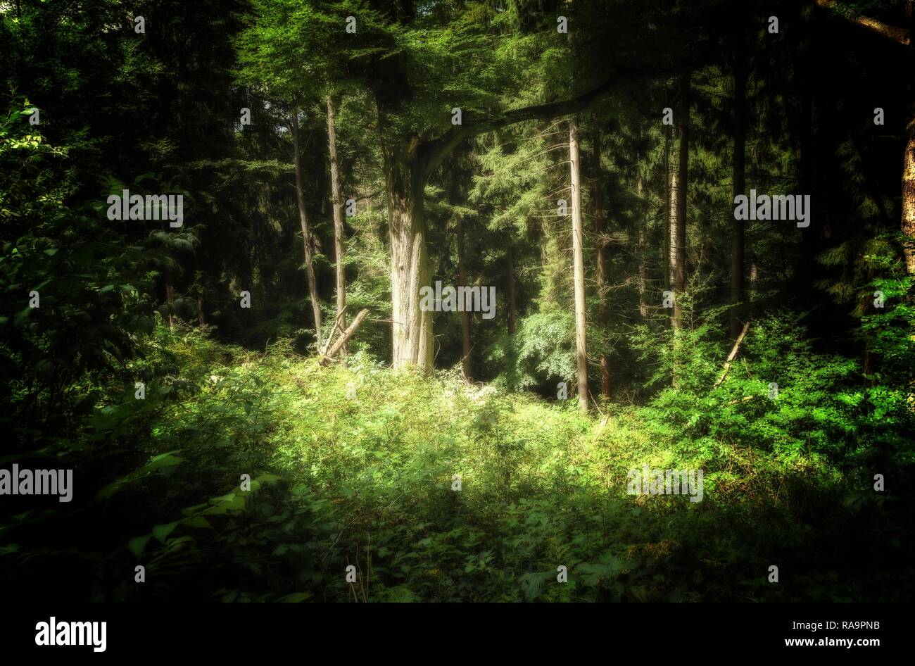 An Opening In A Thick And Deep Forest With An Illuminated Beech Tree In ...