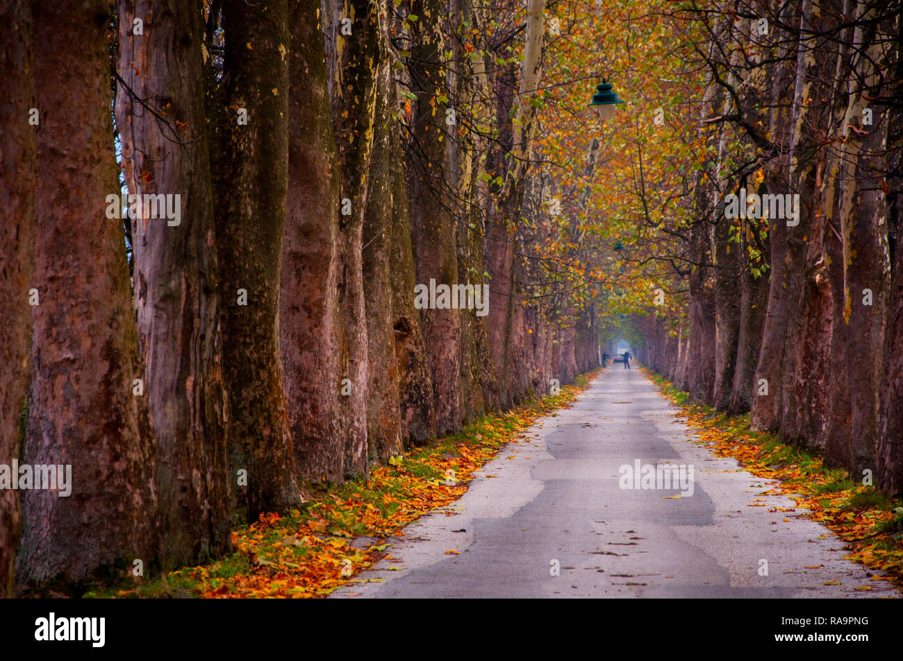 Big alley or Velika aleja to the Vrelo Bosne in Sarajevo Stock Photo ...