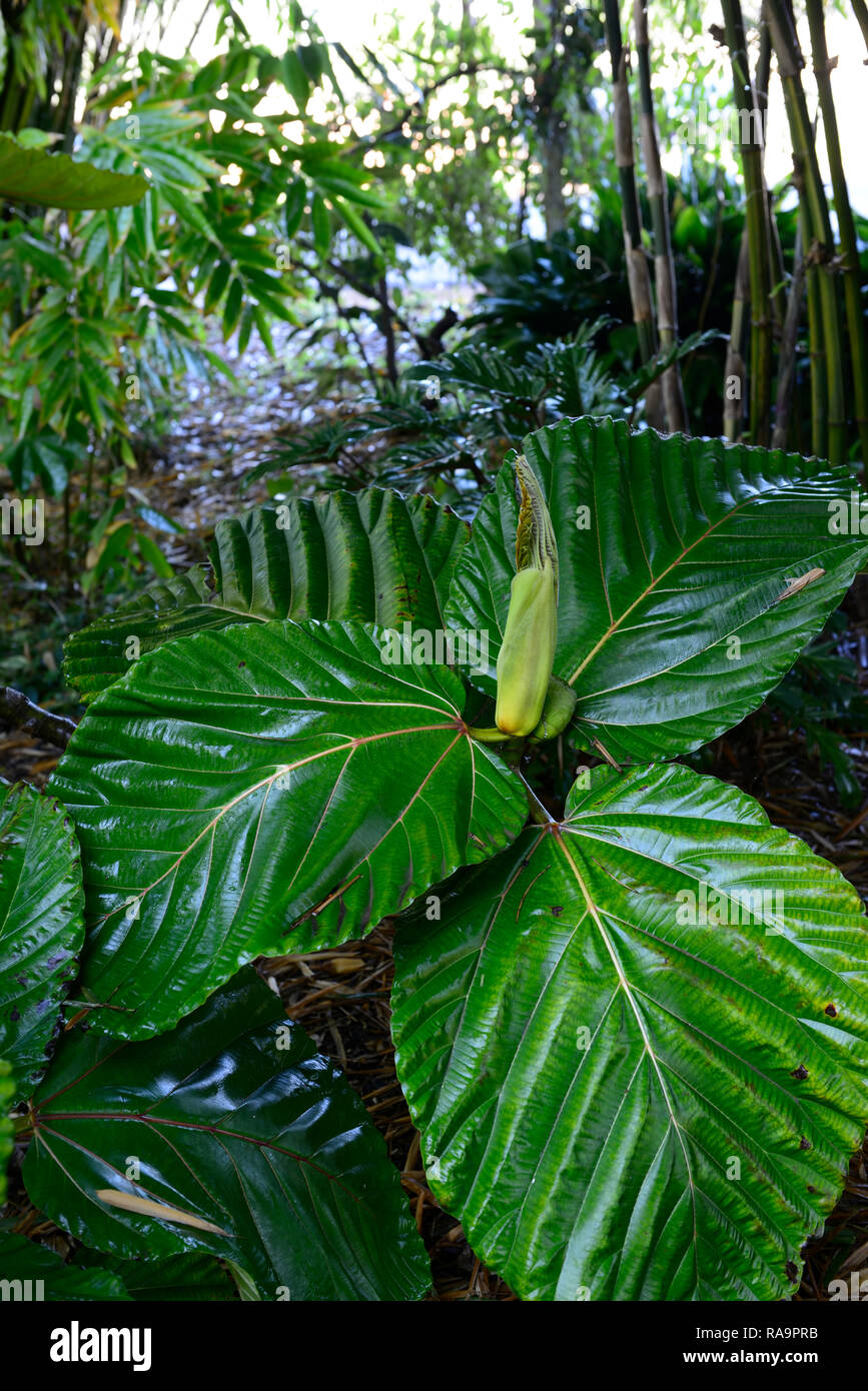 Fig ficus dammaropsis leaf hi-res stock photography and images - Alamy