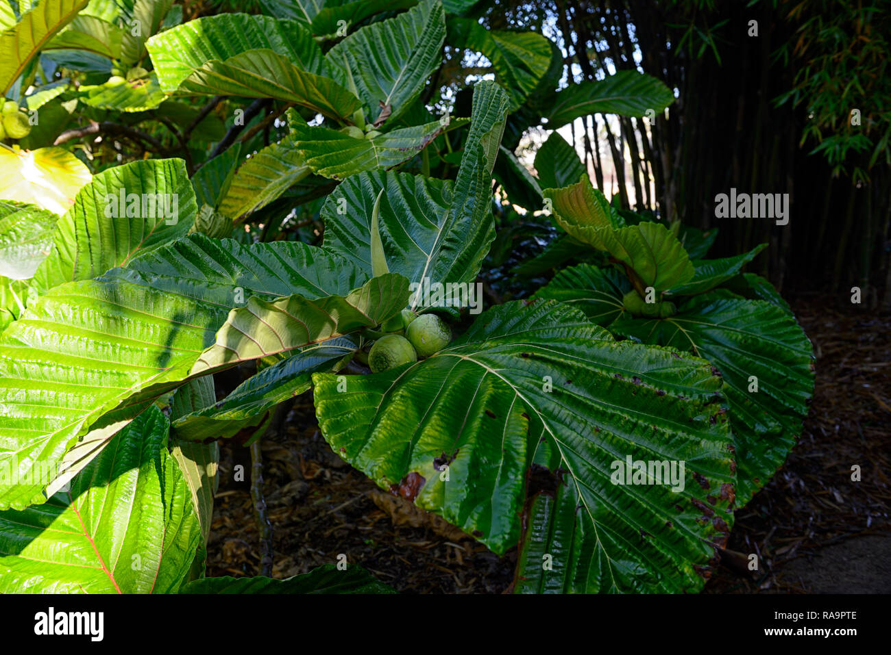 Ficus dammaropsis,kapiak,highland breadfruit,fig tree,pleated leaf ...