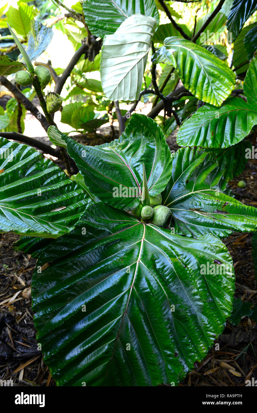 Fig ficus dammaropsis leaf hi-res stock photography and images - Alamy