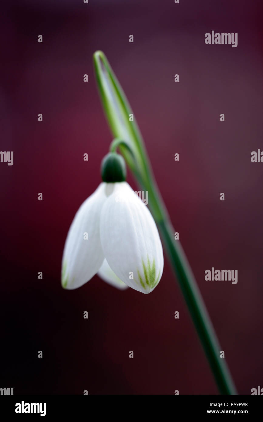 Galanthus Caucasicus Green Tip,Snowdrop, flower,christmas,early ... Galanthus Caucasicus Green Tip,Snowdrop, flower,christmas,early ...