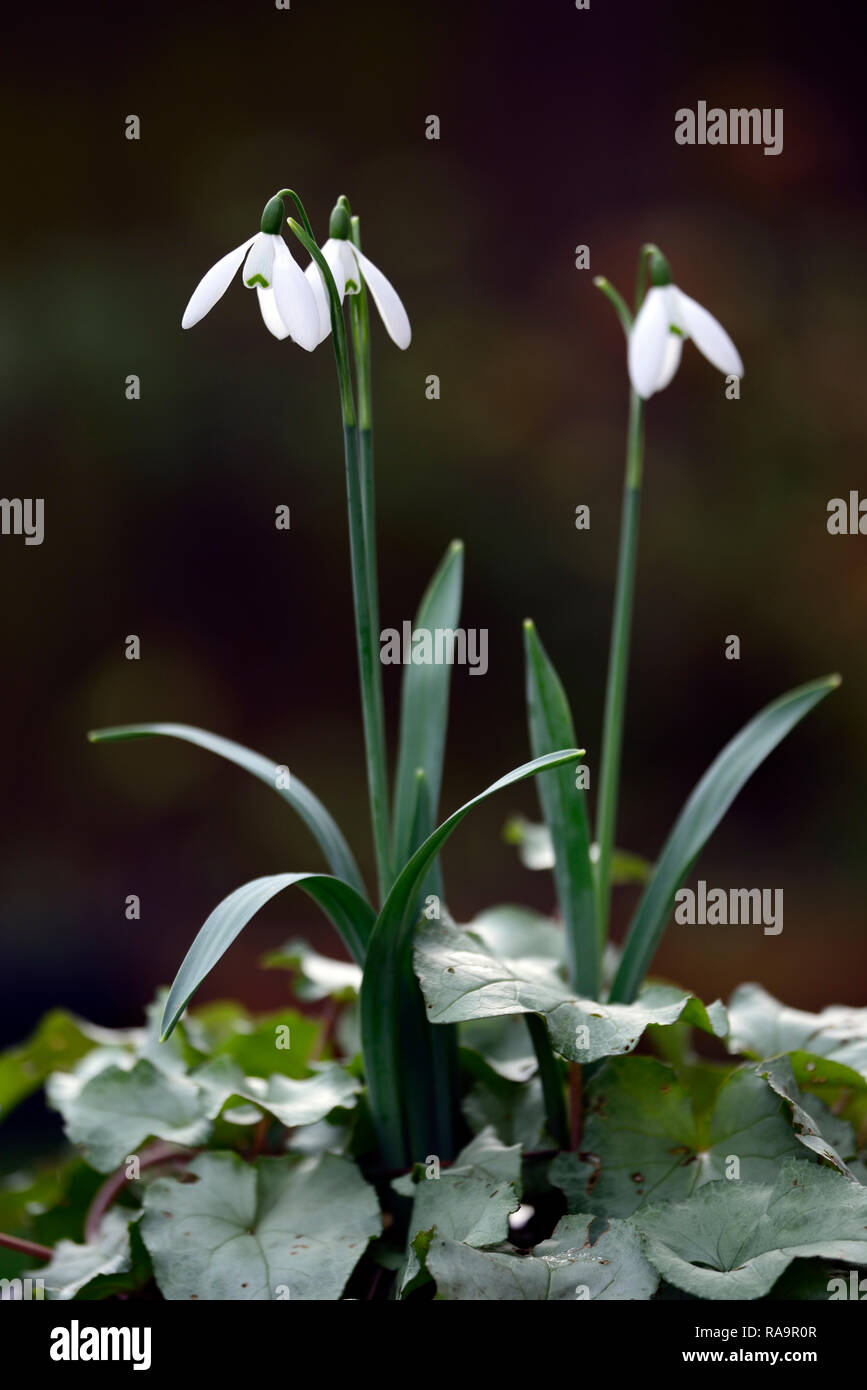 Galanthus elwesii Mrs McNamara,Snowdrop, flower,early,snowdrop,white ...