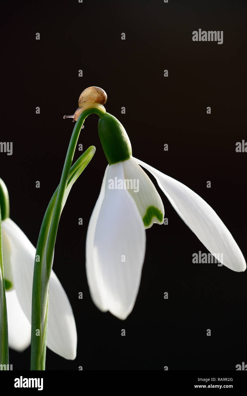 Pest wildlife hi-res stock photography and images - Alamy