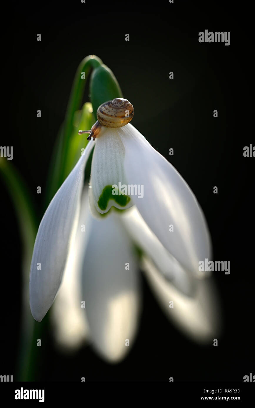 Rare flowers hi-res stock photography and images - Alamy