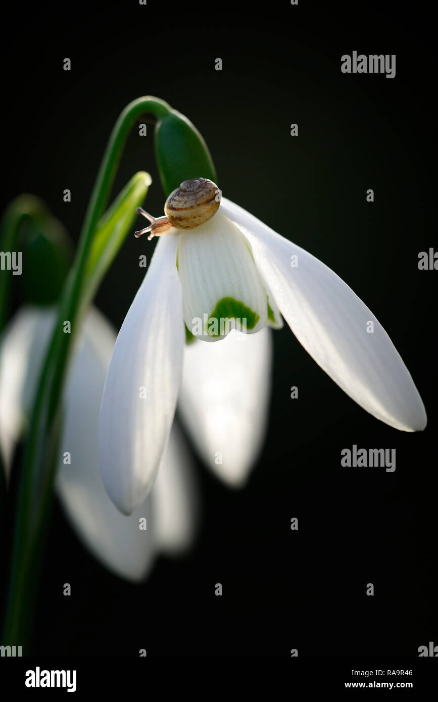 Rare flowers hi-res stock photography and images - Alamy