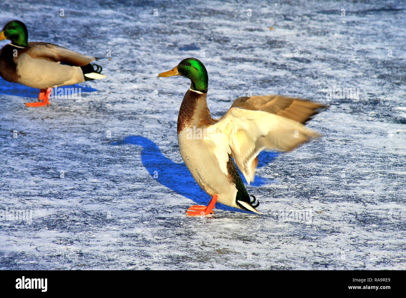 Big yellow duck hi-res stock photography and images - Alamy