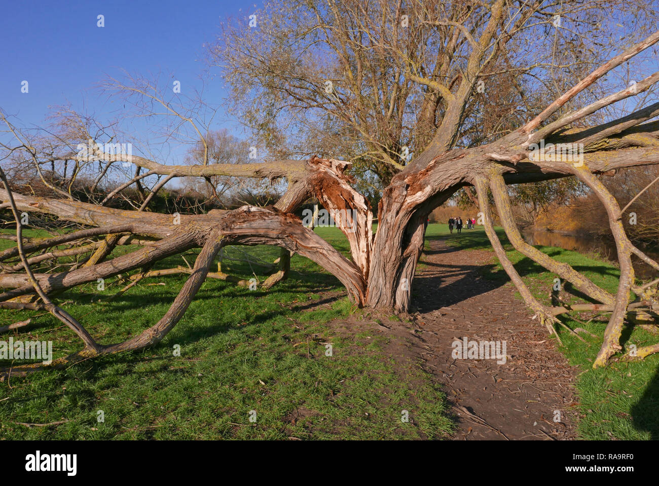 A split tree across a path in Grantchester Meadows Cambridge England ...