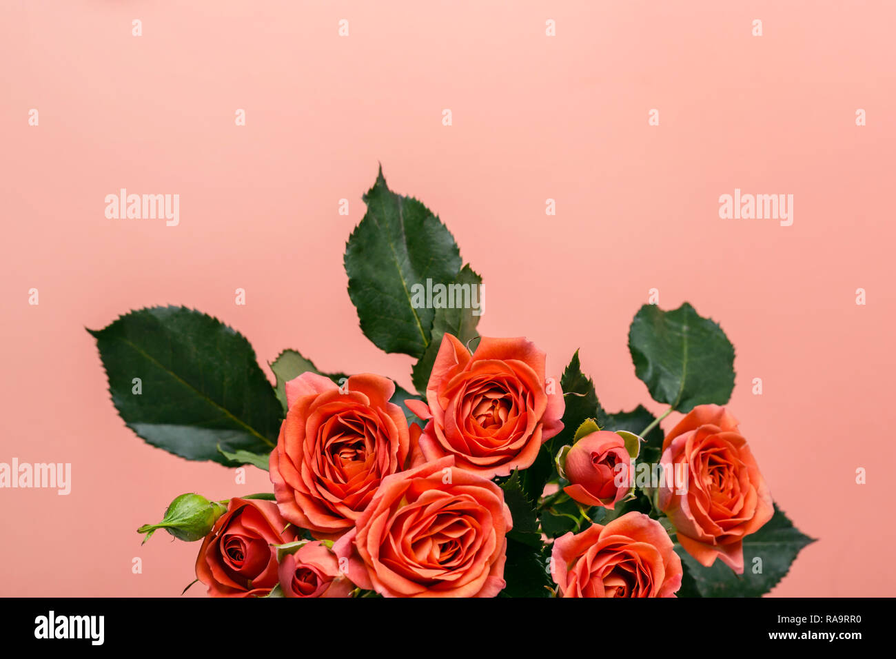 Coral roses hi-res stock photography and images - Alamy