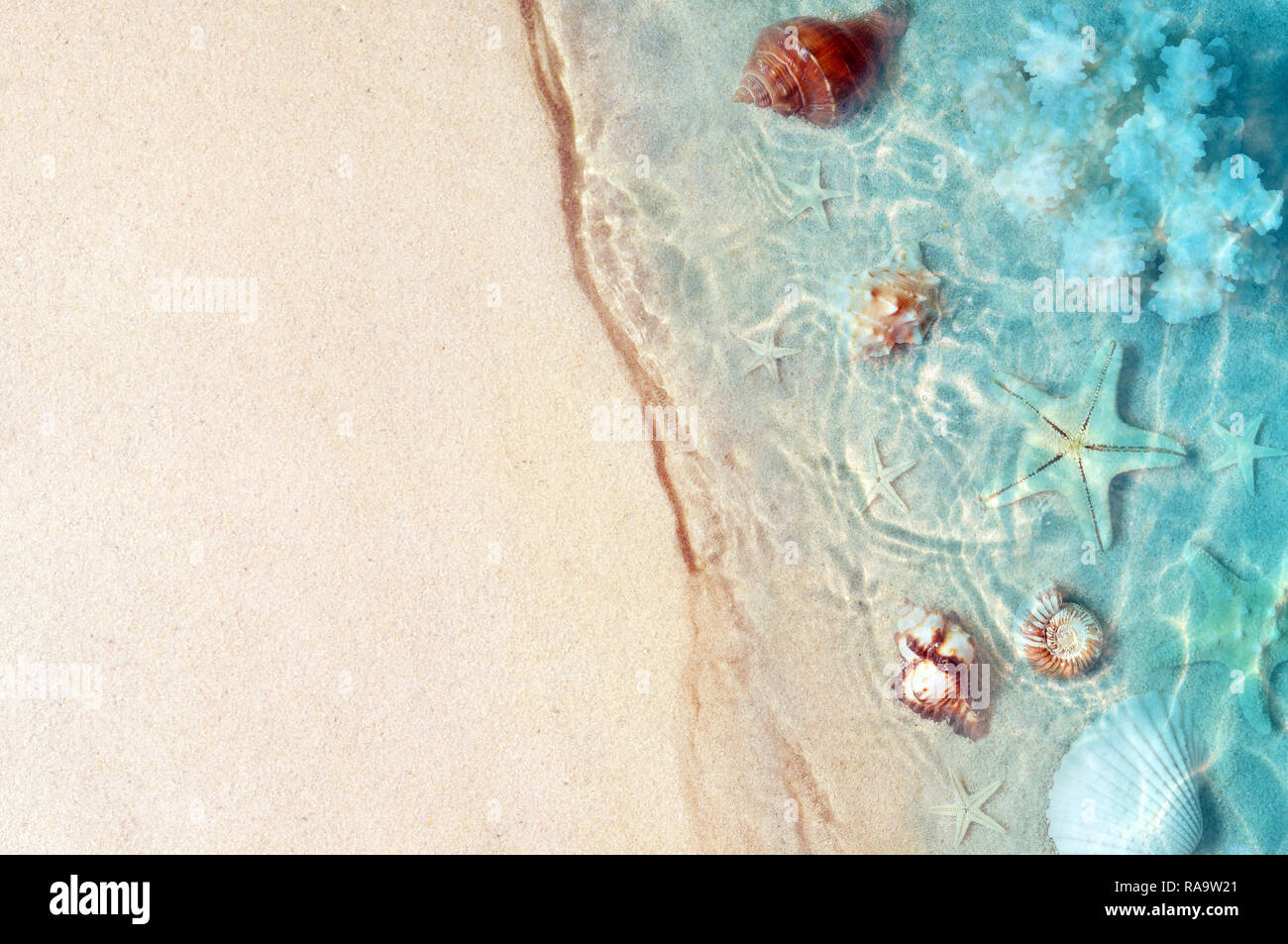 Seashell on the summer beach in sea water. Summer background. Summer ...