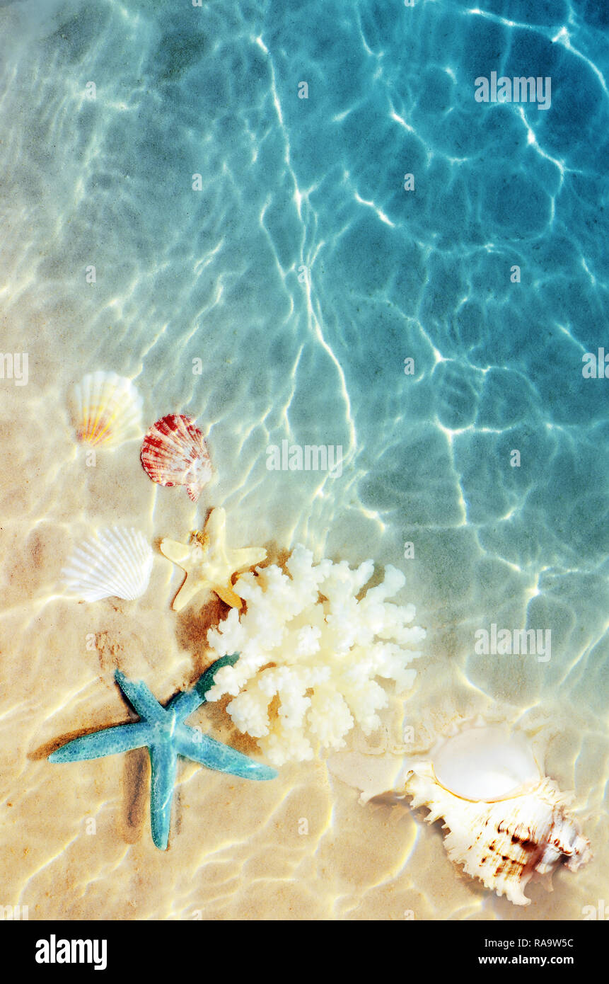 Seashell on the summer beach in sea water. Summer background. Summer ...