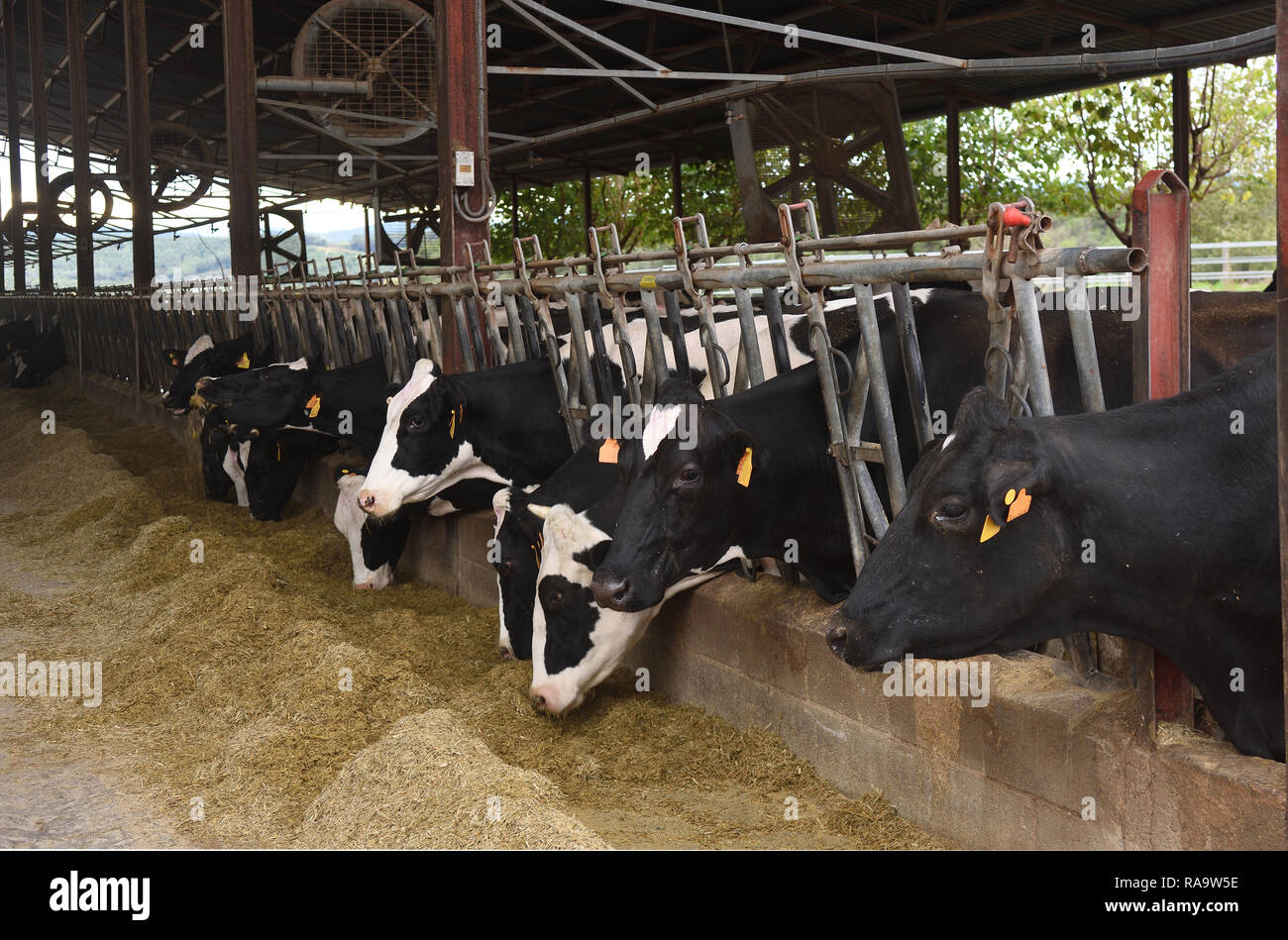 farm of cows Stock Photo - Alamy