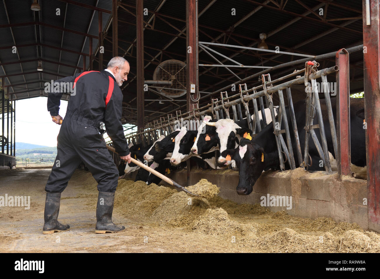 farmer working on a cow farm Stock Photo - Alamy