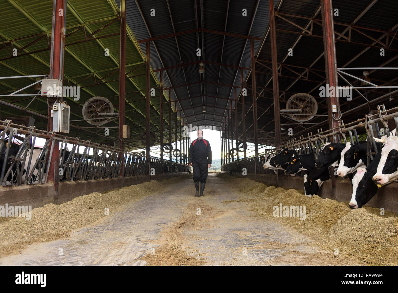 farmer working on a cow farm Stock Photo - Alamy
