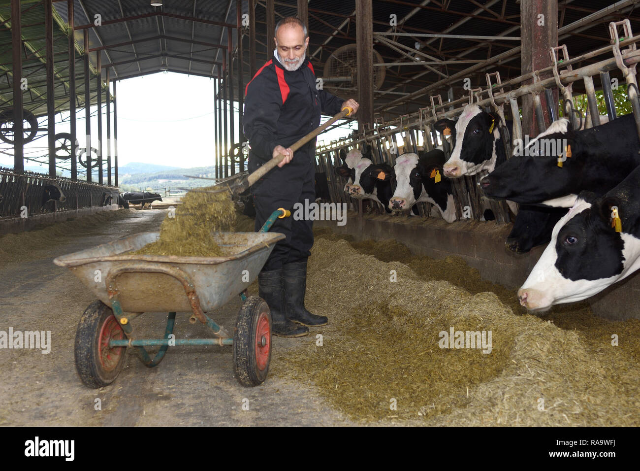 farmer working with cows Stock Photo - Alamy