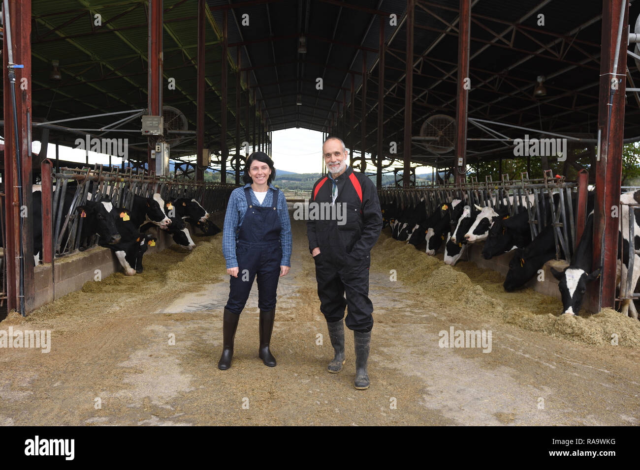 couple farmer with cows Stock Photo - Alamy